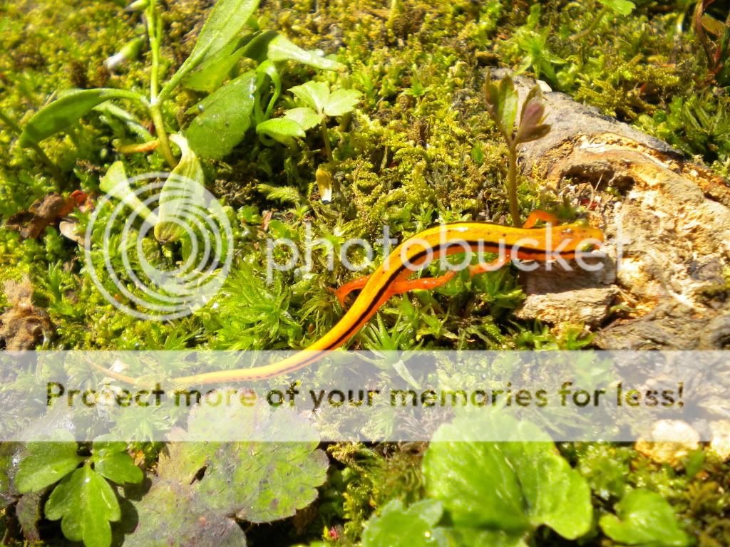 my 2010 east - Field Herp Forum